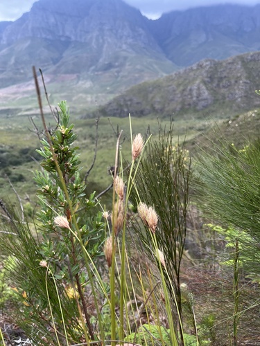 Ficinia grandiflora · iNaturalist United Kingdom