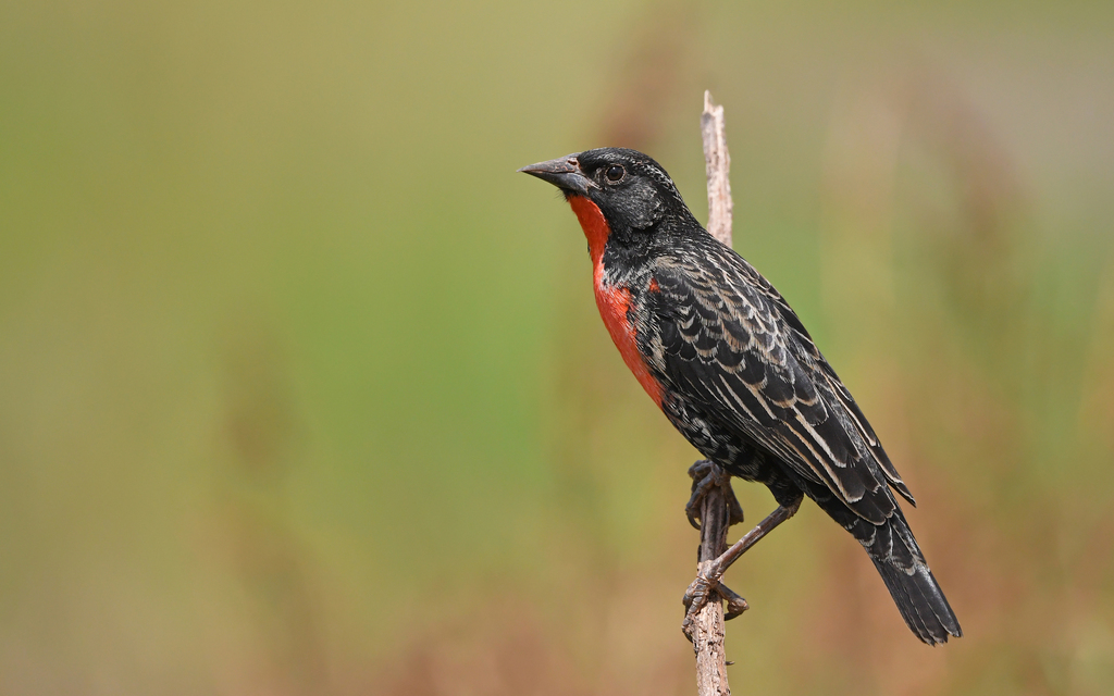 Red-breasted Meadowlark from W6HJ+84 Cidelândia - State of Maranhão ...