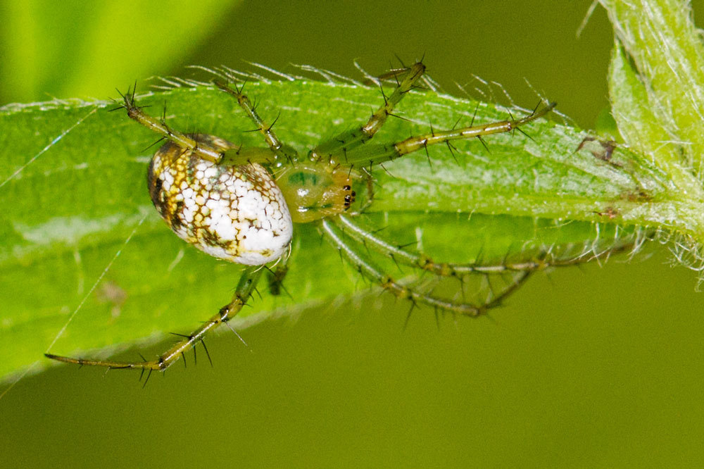 Mangora spiculata (Emerald Coast Spiders) · iNaturalist