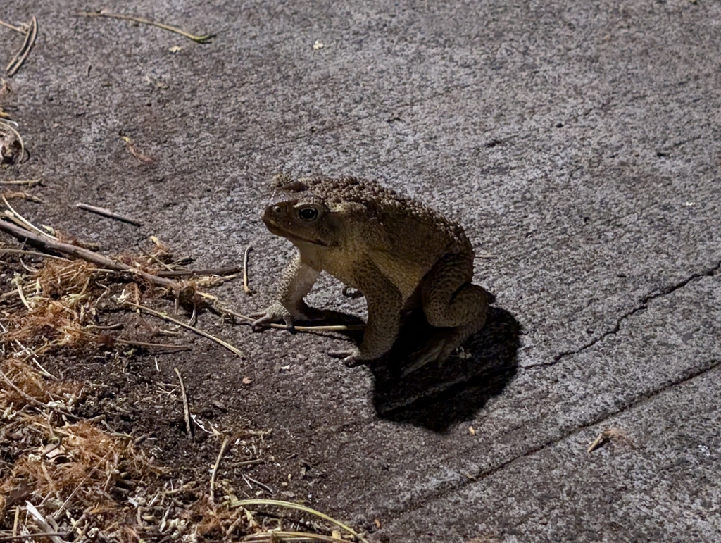 Cane Toad from Dole St + East-West Rd, Honolulu, HI 96822, USA on ...
