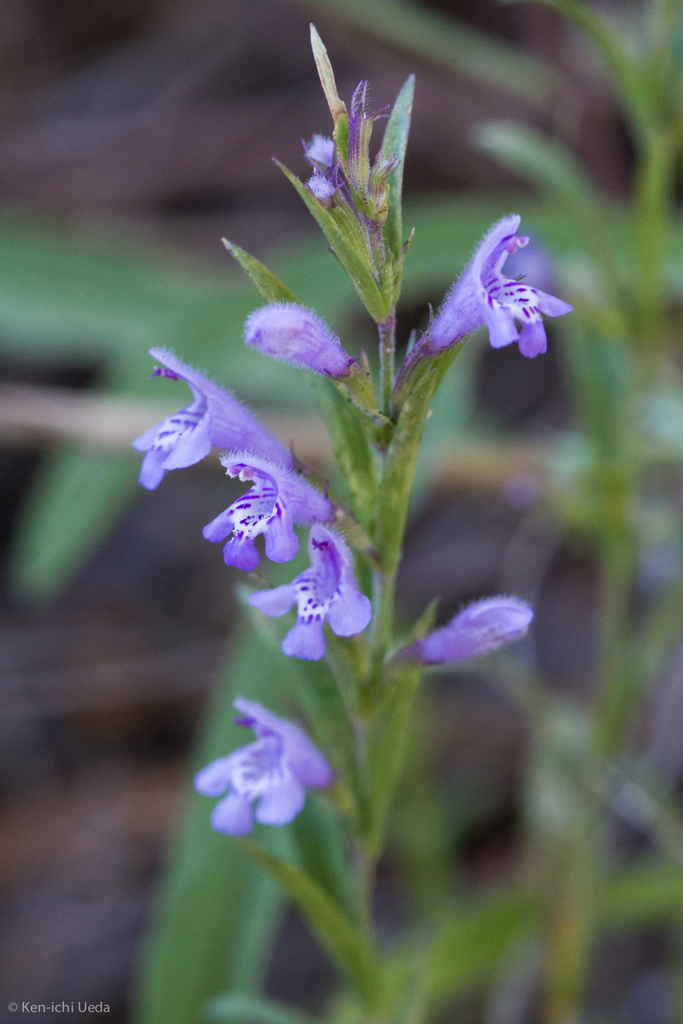 Hedeoma (Lamiaceae (Mint) of the Pacific Northwest) · iNaturalist