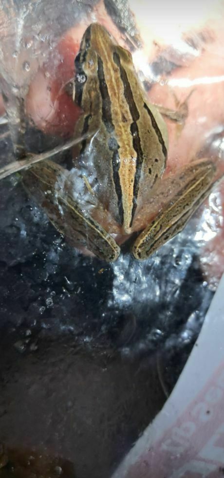 Striped Stream Frog from Madiba Rd, Glenwood AH, George, 6529, South ...