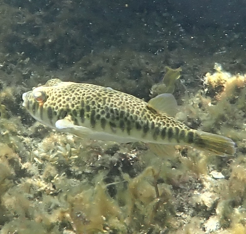 Smooth Toadfish from Parsley Bay, Vaucluse, NSW, AU on October 11, 2024 ...