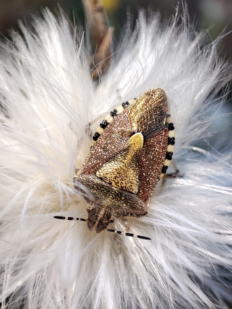 Sloe Bug from Beijing, Beijing, CN on October 9, 2024 at 04:47 PM by ...