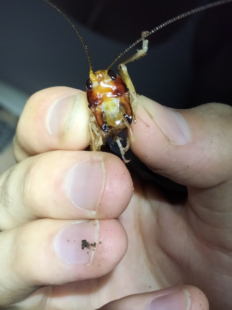 Bull Cricket from Upper Barron QLD 4883, Australien on October 11, 2024 ...