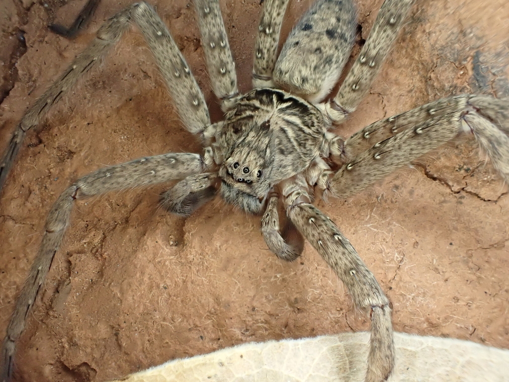 Top End Jungle Huntsman in October 2024 by Mark Hura · iNaturalist