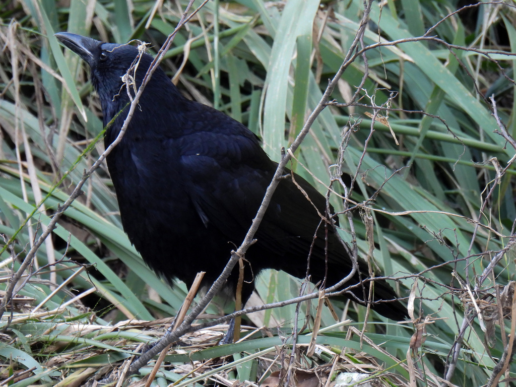 Eastern Carrion Crow from Kyuden, Setagaya City, Tokyo 157-0064, Japan ...