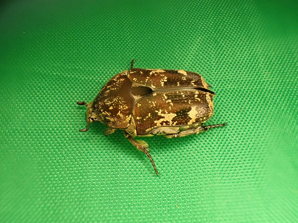 Mango Flower Beetle in October 2024 by Mark Hura · iNaturalist