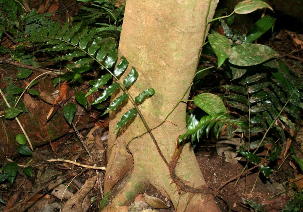 (Lomariopsis warneckei) - Botanical Realm