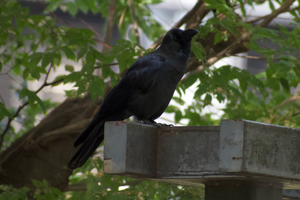Large-billed Crow from Nishishinjuku, Shinjuku City, Tokyo 160-0023 ...
