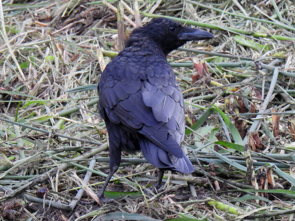 Eastern Carrion Crow from Shinkawa, Mitaka, Tokyo 181-0004, Japan on ...
