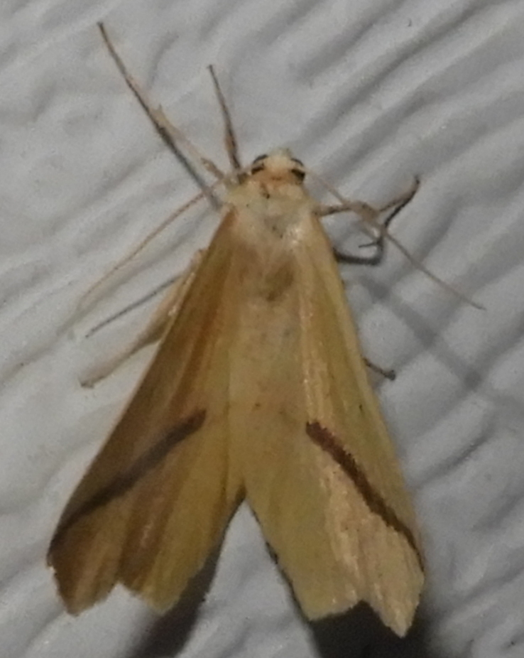 Yellow Slant-line from Georgia, VT, USA on July 4, 2019 at 12:20 AM by ...