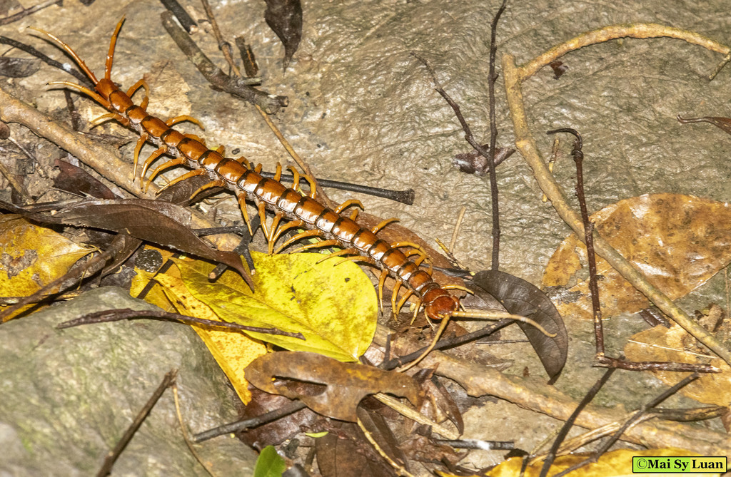 Pacific Giant Centipede from Hiền Hào, Cát Hải, Hai Phong, Vietnam on ...