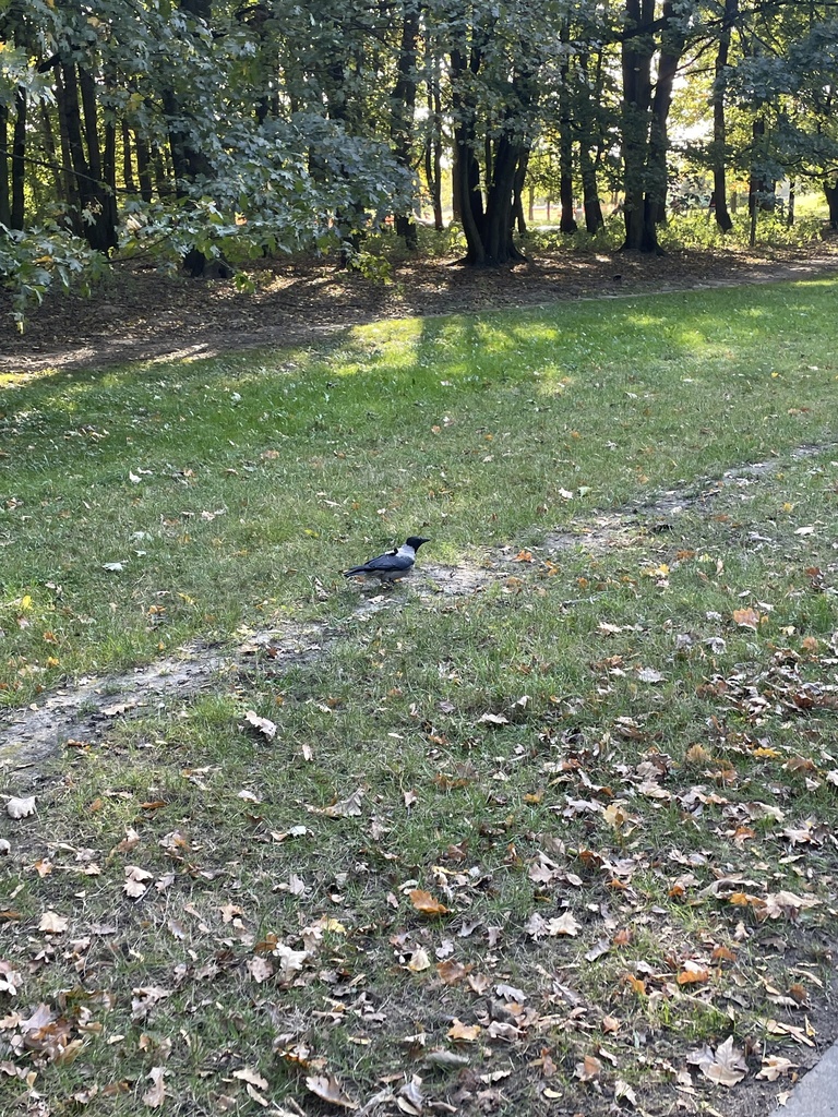 Hooded Crow from Mokotow Field, Warsaw, Masovian, PL on October 11 ...