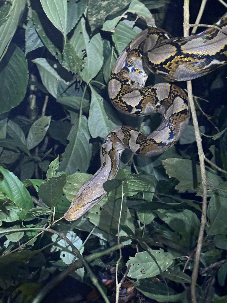 Reticulated Python from Kota Belud, Sabah, Malaysia on August 14, 2024 ...