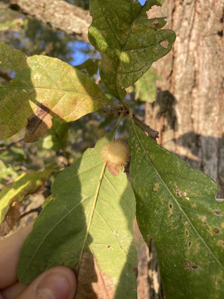Hedgehog Gall Wasp from S Bagley Rd, Ashley, MI, US on October 11, 2024 ...
