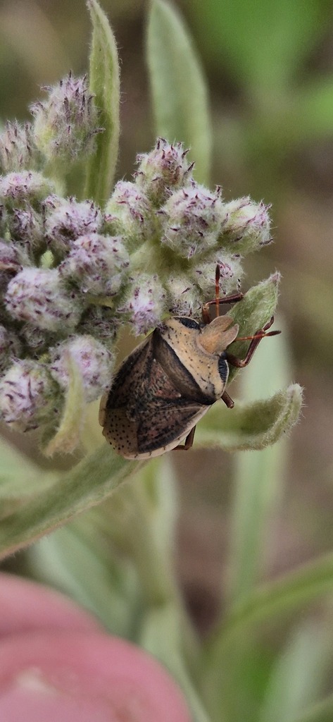 Phyllocephalinae from Mahogany Ridge, Pinetown, 3608, South Africa on ...
