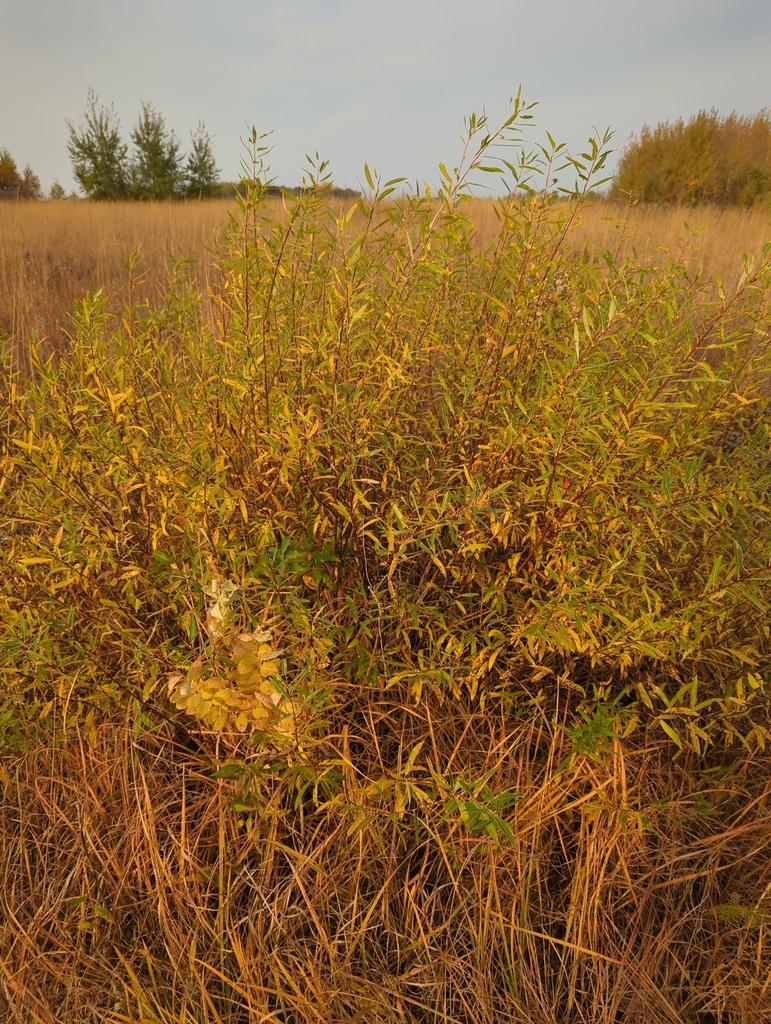 Prairie Willow from Claremont Township, MN, USA on October 11, 2024 at ...