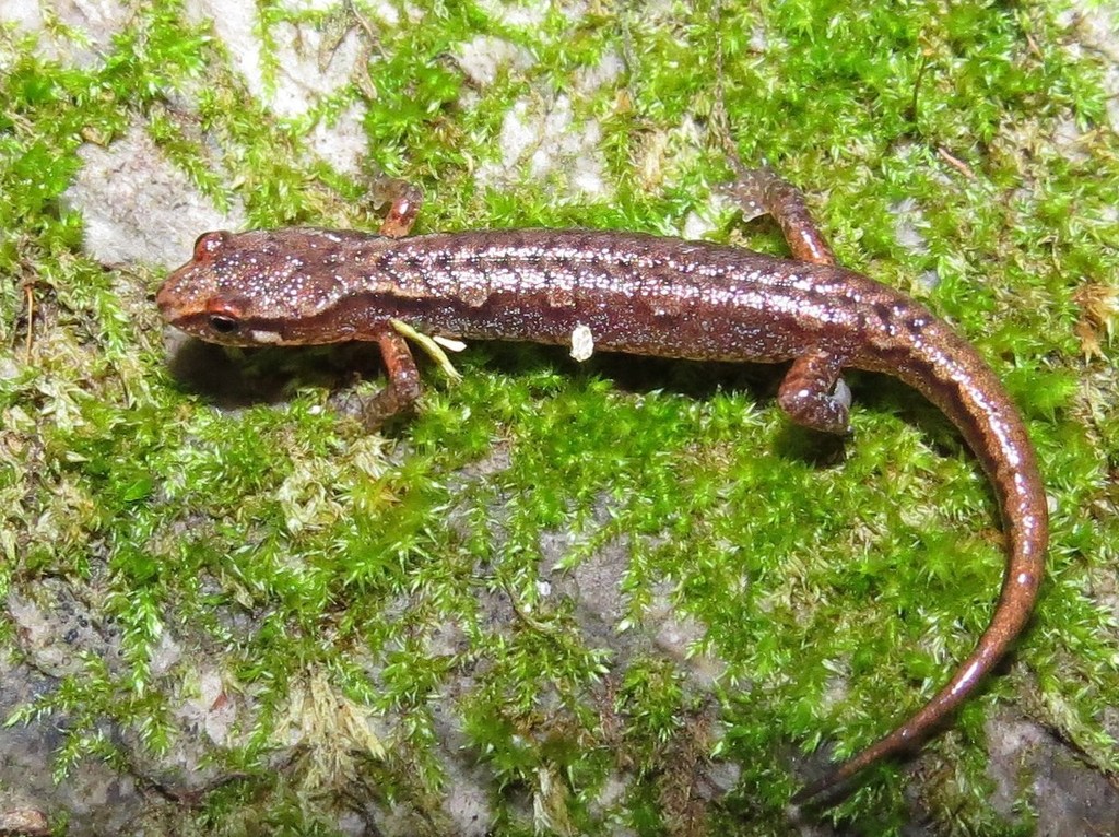Northern Pygmy Salamander in July 2013 by Rob Van Epps · iNaturalist