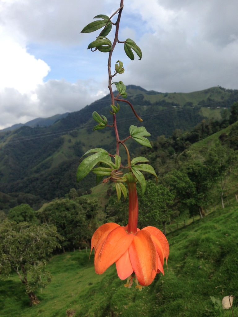 Passiflora parritae from Herveo, Tolima, Colombia on January 16, 2015 ...
