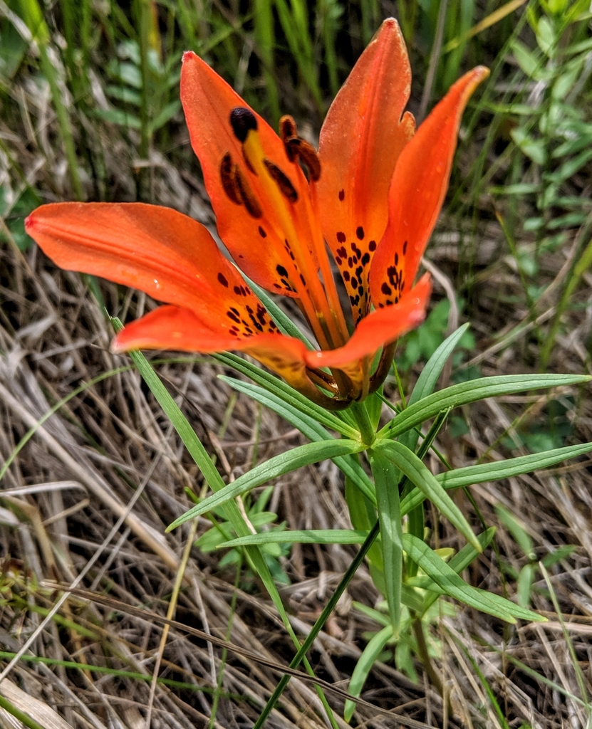 Wood Lily from Pickering, ND, USA on July 5, 2019 at 03:22 PM by ...