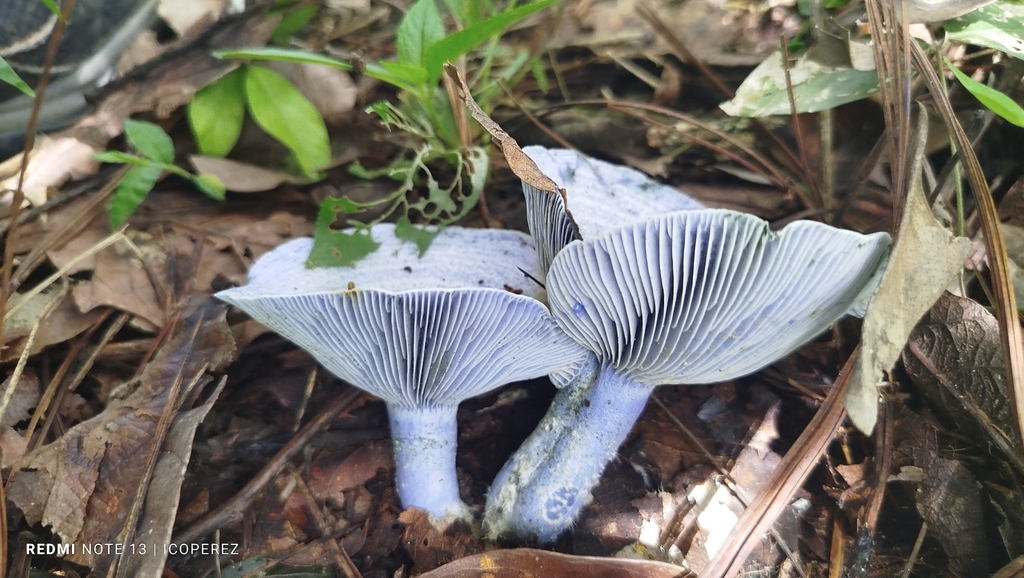 indigo milk cap from 30425 Chis., México on October 6, 2024 at 02:38 PM ...