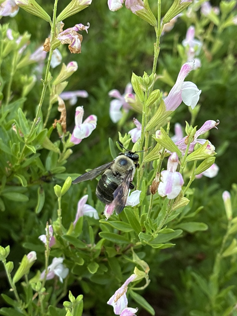 Eastern Carpenter Bee from Lady Bird Johnson Wildflower Center, Austin ...