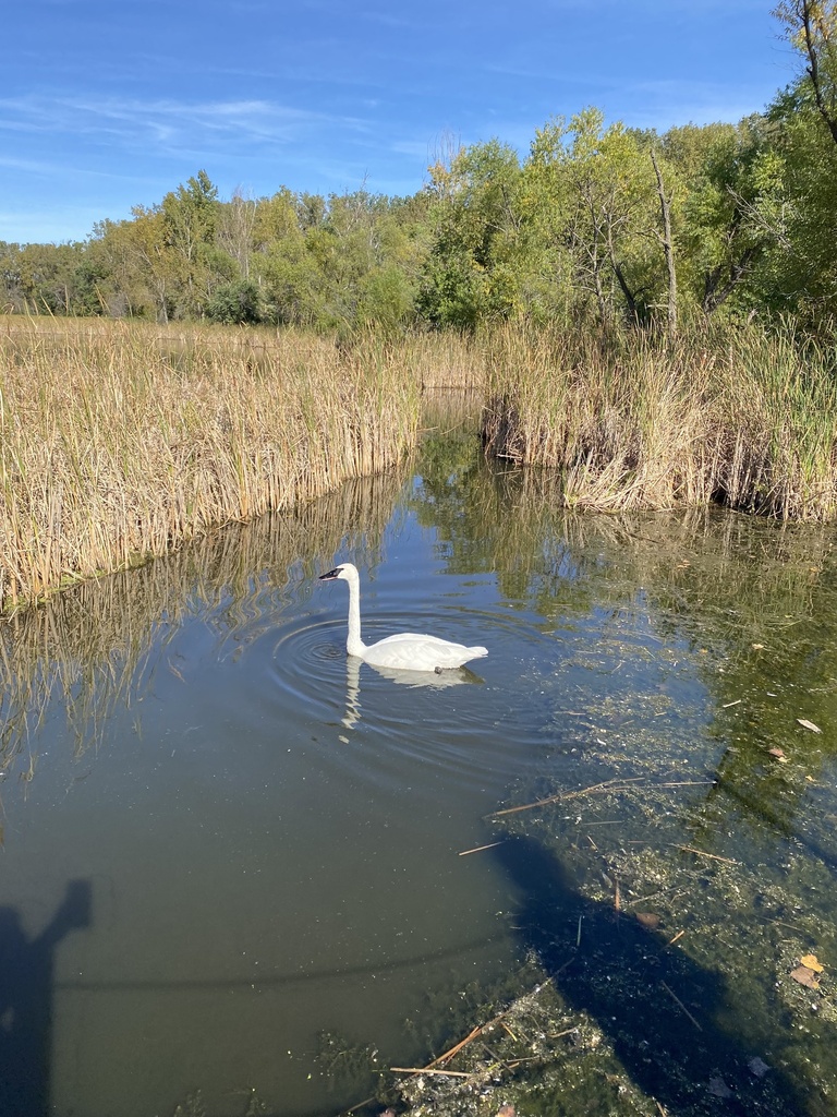 Trumpeter Swan from Wood Lake Nature Center, Richfield, MN, US on ...