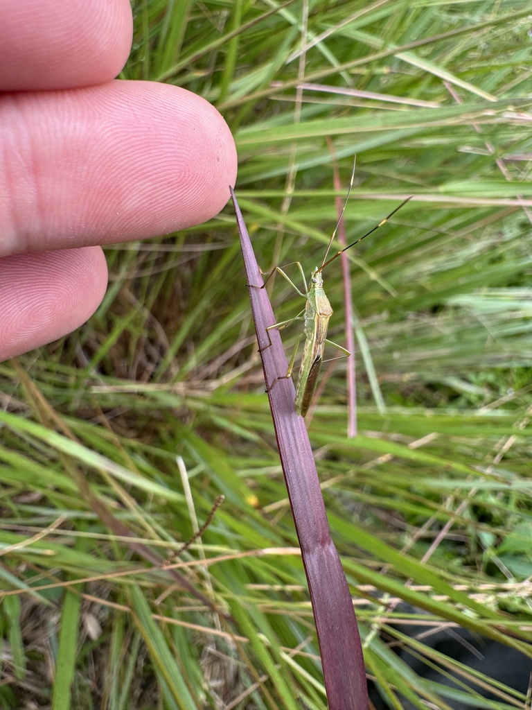 Paddy Bug from Iriomote-Ishigaki National Park, Taketomi, Okinawa, JP ...