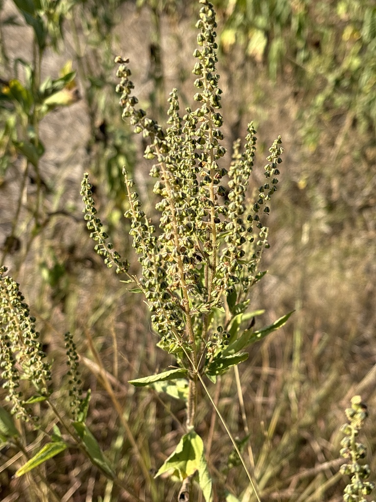 giant ragweed from Homestead Trail, Austin, TX, US on October 10, 2024 ...