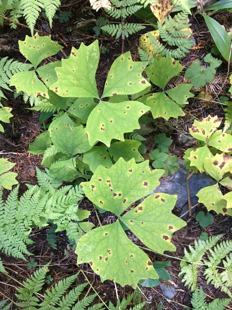 vanilla leaf from King, Washington, United States on October 5, 2024 at ...