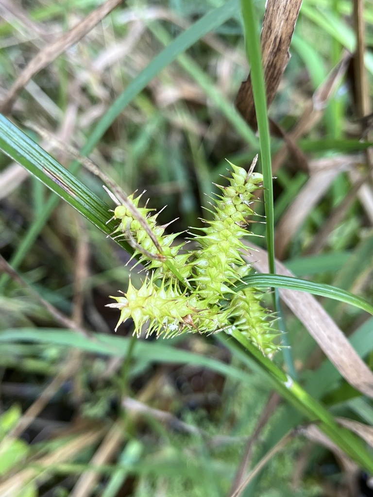 retrorse sedge in October 2024 by Richard Baxter · iNaturalist
