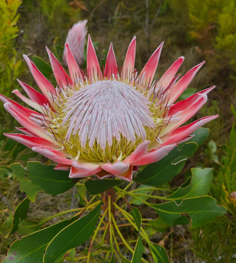 King Protea from Kogelberg Nature Reserve, Kogelberg Trail Kleinmond ...