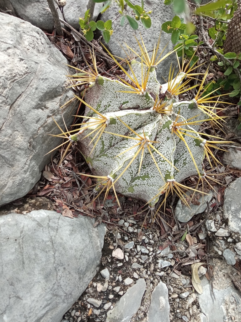 star cactus in June 2021 by Erick Alcaraz. Astrophytum ornatum niveum ...