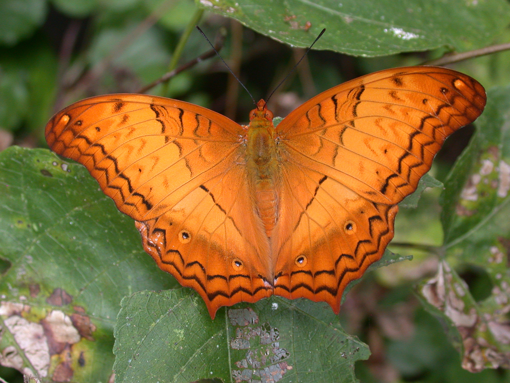 Cruiser (Butterflies of Maharashtra) · iNaturalist