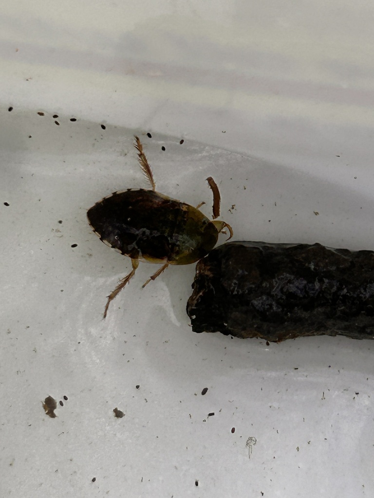 Alligator Fleas from Lake Worth, Fort Worth, TX, US on October 11, 2024 ...