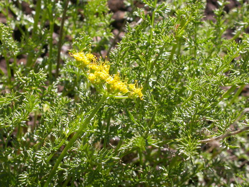 Genus Pteryxia · iNaturalist