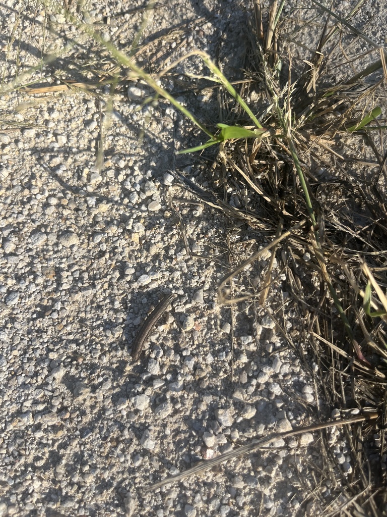Fall Armyworm Moth from Fossil Rim Wildlife Center, Glen Rose, TX, US ...