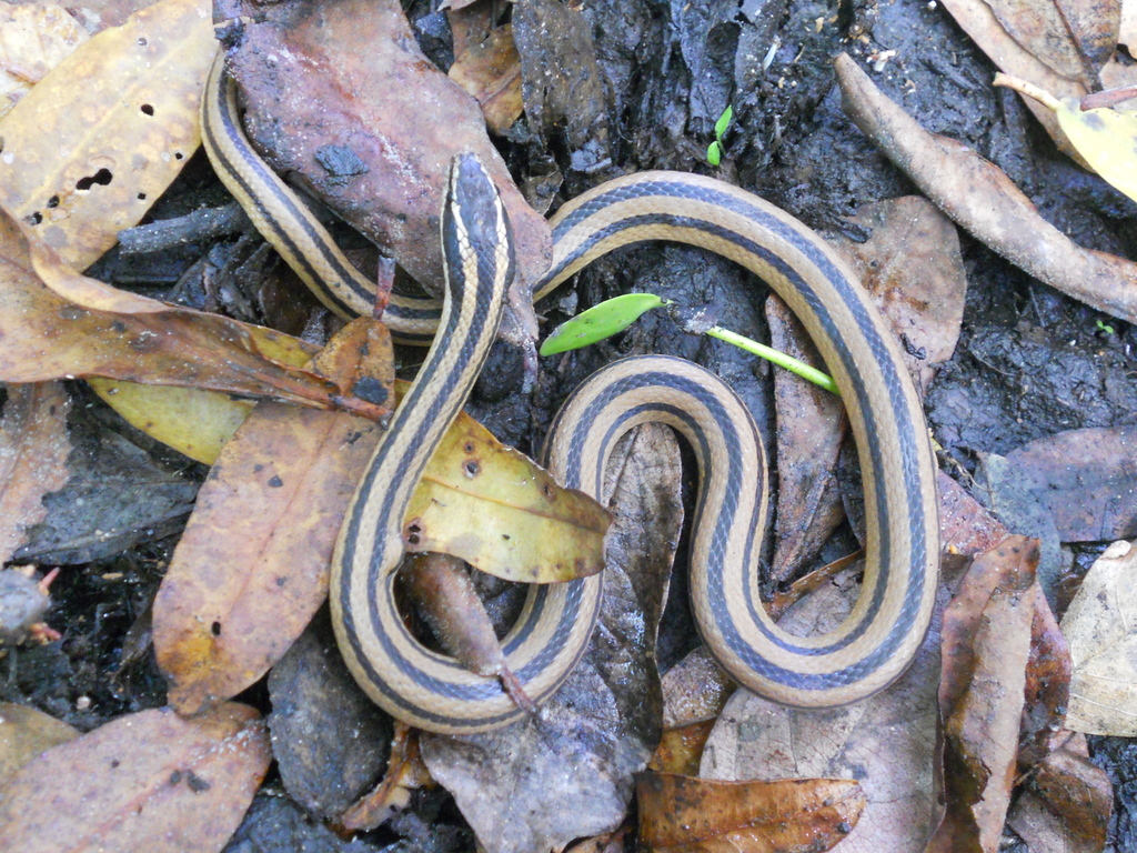 Black-striped Snakes (Coniophanes) - Snakes and Lizards