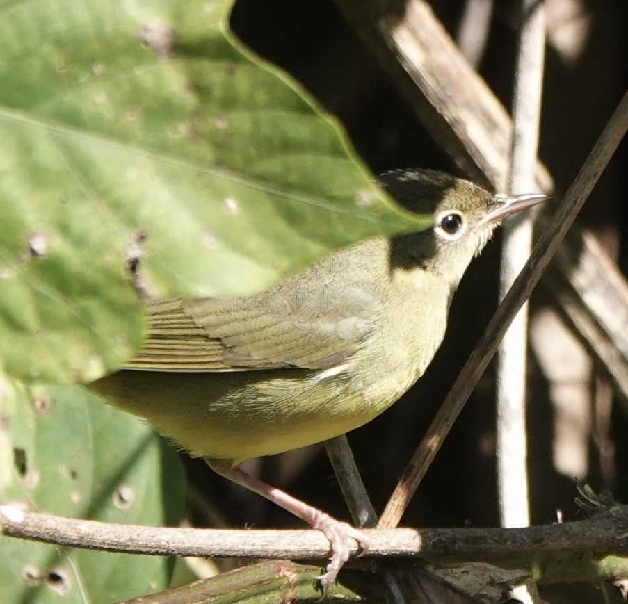 Connecticut Warbler from Brevard, NC, USA on October 11, 2024 at 09:48 ...