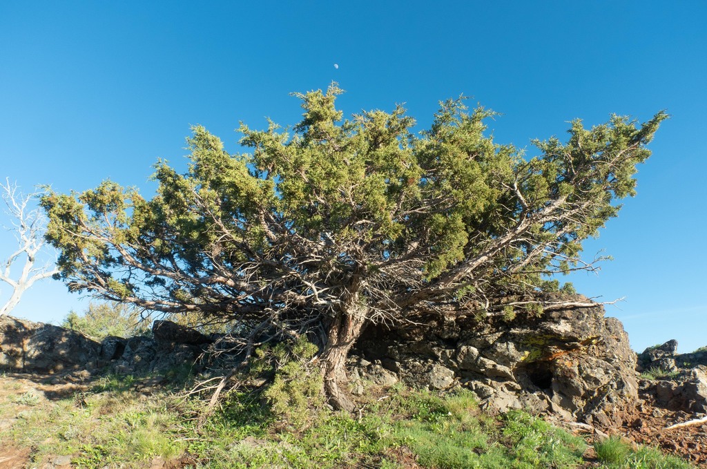 western juniper (Juniperus occidentalis) - Botanical Realm