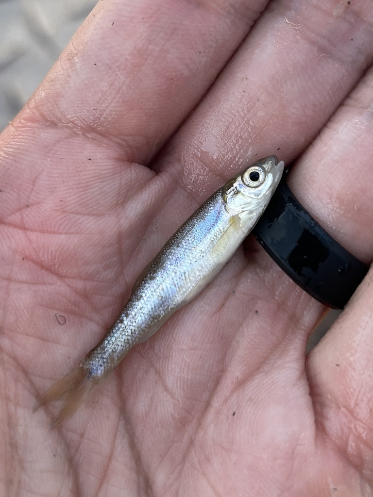 Sand Shiner from Saint Marys River, Sault Sainte Marie, MI, US on ...