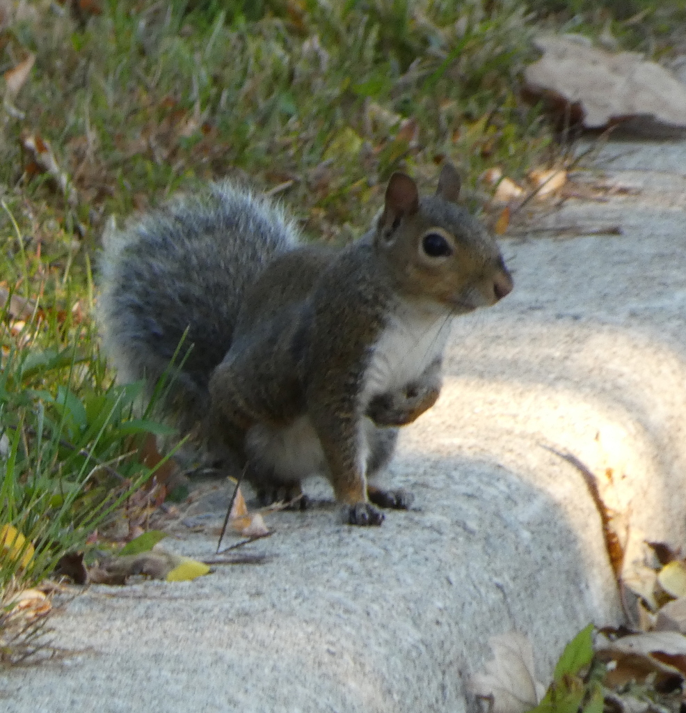 Eastern Gray Squirrel from King East, Kitchener, ON, Canada on October ...