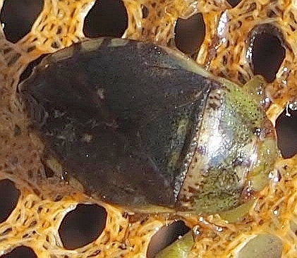 Pelocoris femoratus from Tweed, ON, Canada on October 11, 2024 at 10:35 ...