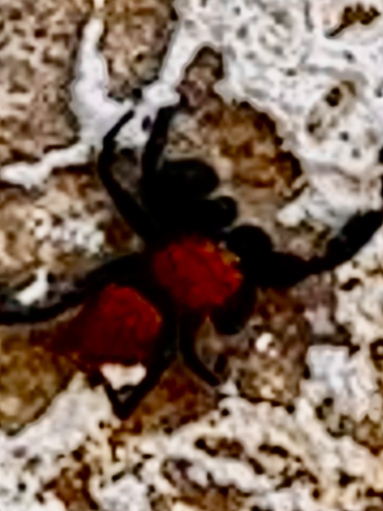 Cardinal Jumping Spider from Chickasaw National Recreation Area ...
