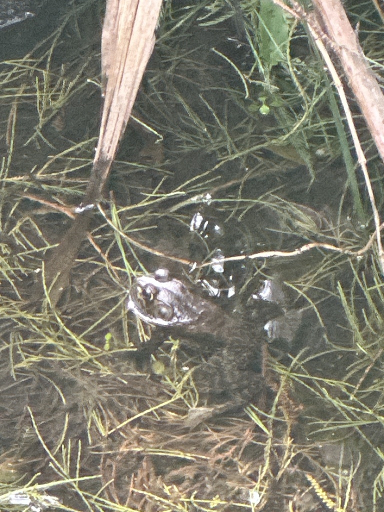 American Bullfrog from University of Central Florida, Orlando, FL, US ...