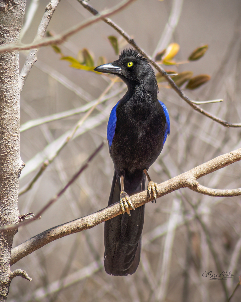 Purplish-backed Jay from San Ignacio, Sin., México on March 10, 2023 at ...