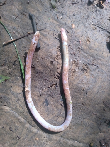 Florida Worm Lizard (Rhineura floridana) - Snakes and Lizards
