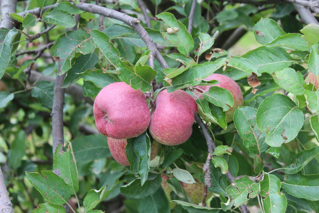 apple from La Mesa, Méx., México on July 3, 2019 at 11:01 AM by Nancy ...