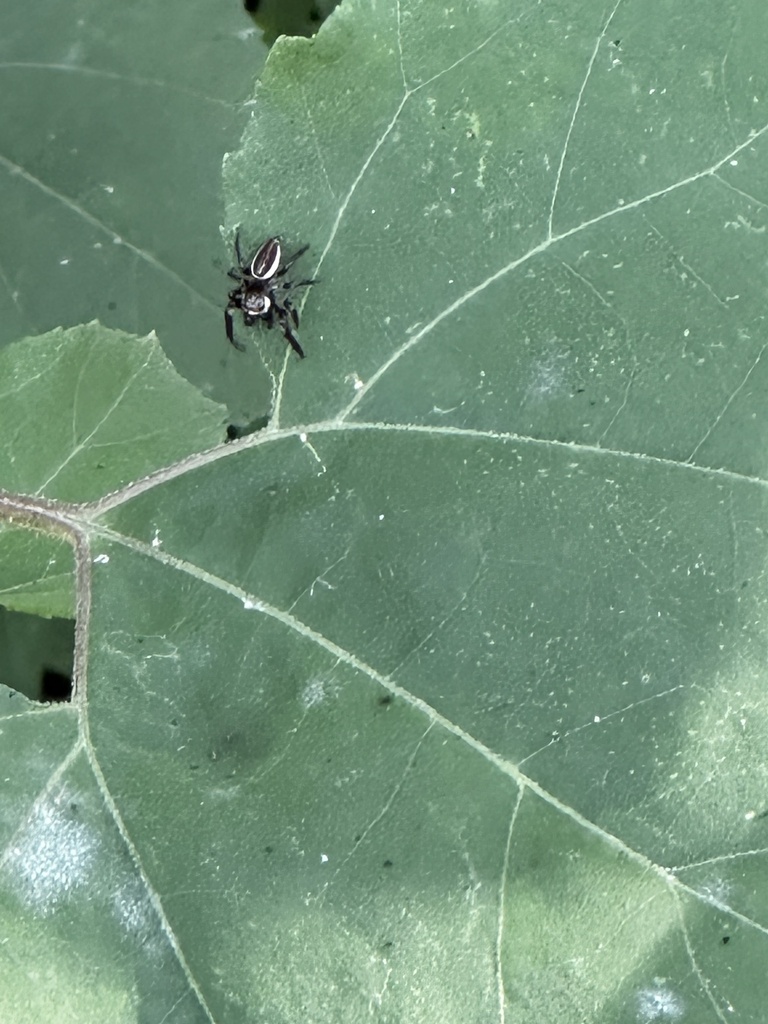 Bronze Jumping Spider from Tishomingo National Wildlife Refuge ...